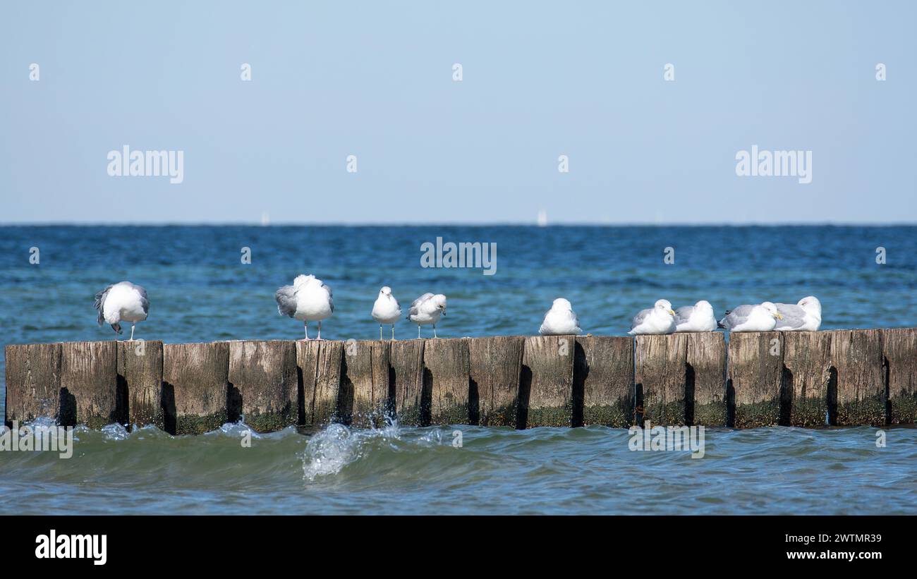 Many seagulls sit on wooden breakwaters in the sea hi-res stock ...
