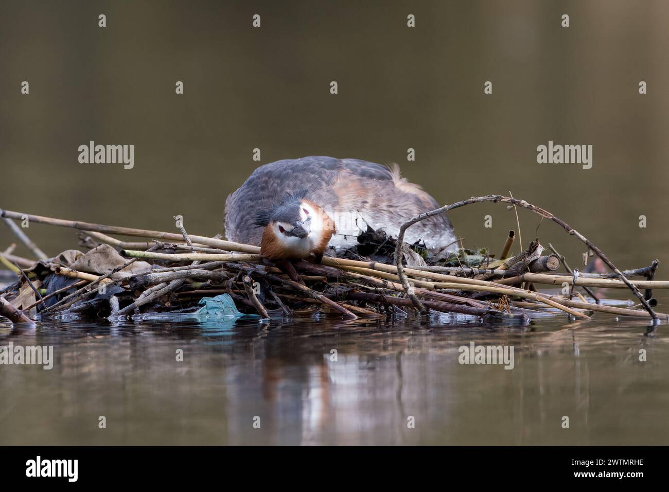 Great Crested Grebe starting to build there nest Stock Photo - Alamy