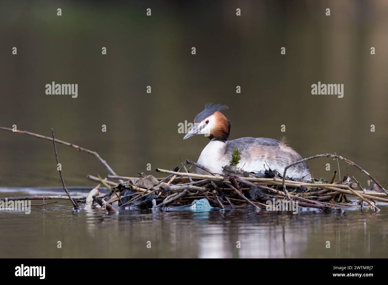 Great Crested Grebe starting to build there nest Stock Photo - Alamy
