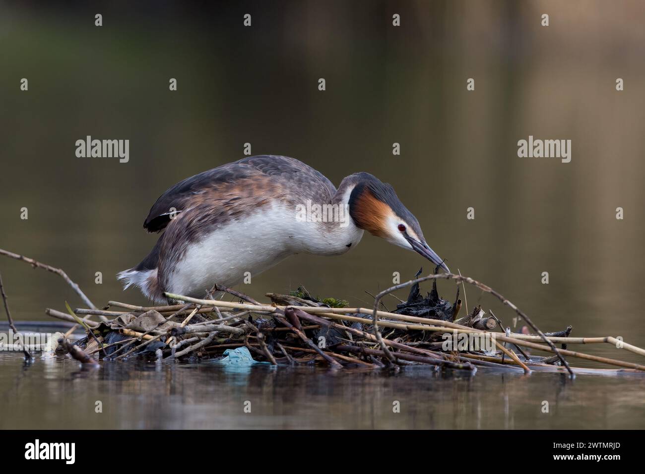 Great Crested Grebe starting to build there nest Stock Photo - Alamy