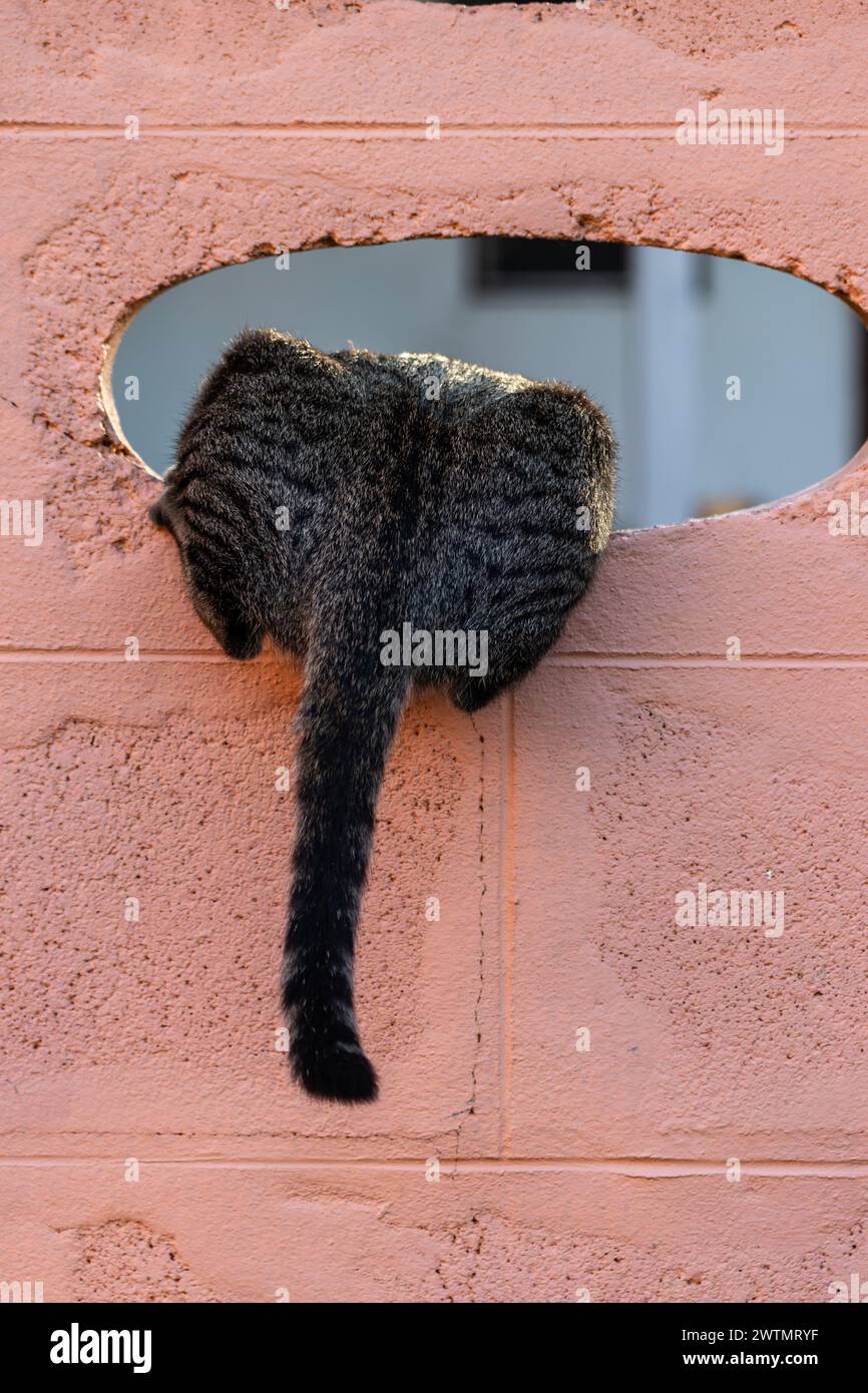 The cat's butt is on the wall, the cat is in the ventilation opening on ...
