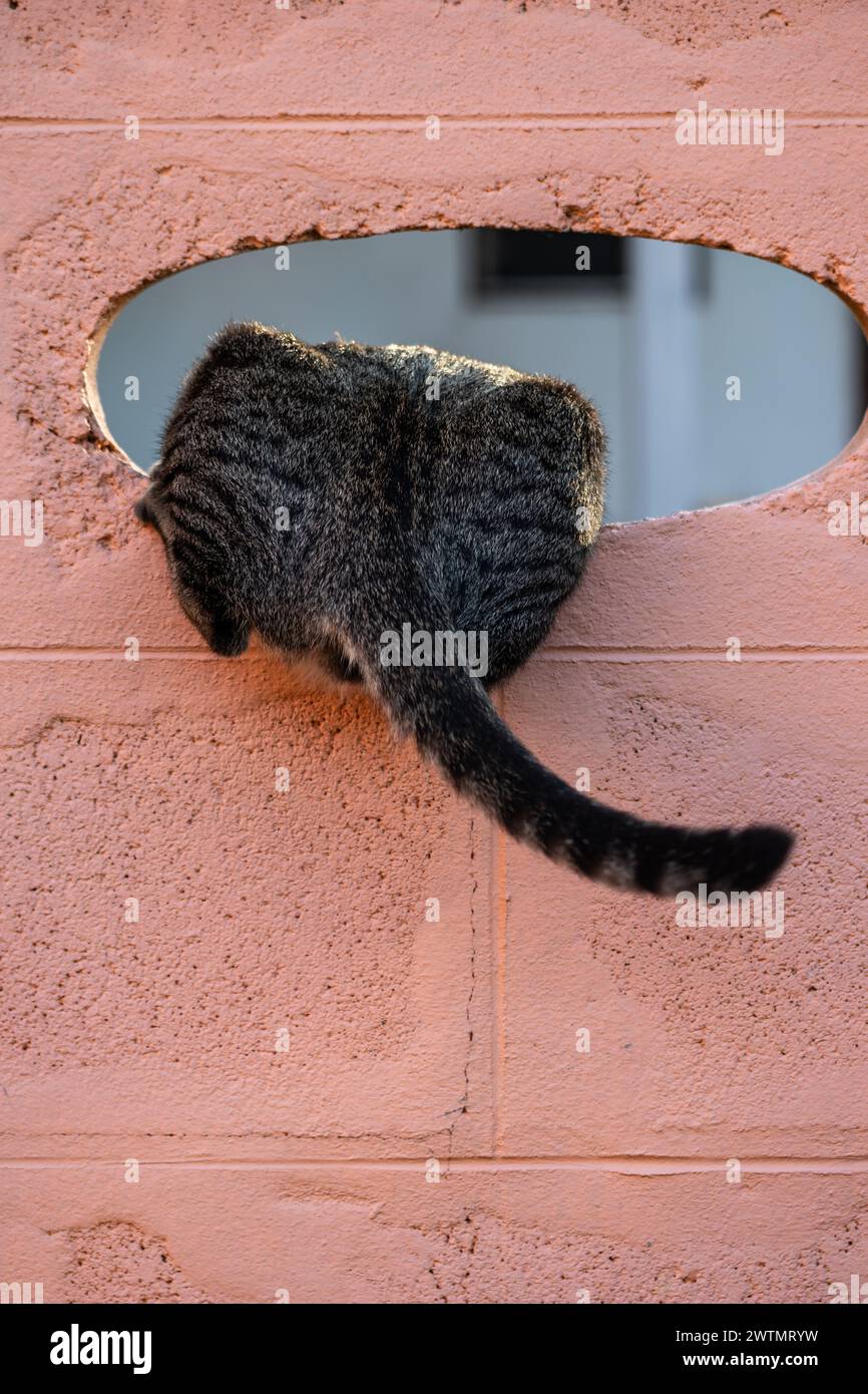 The cat's butt is on the wall, the cat is in the ventilation opening on ...