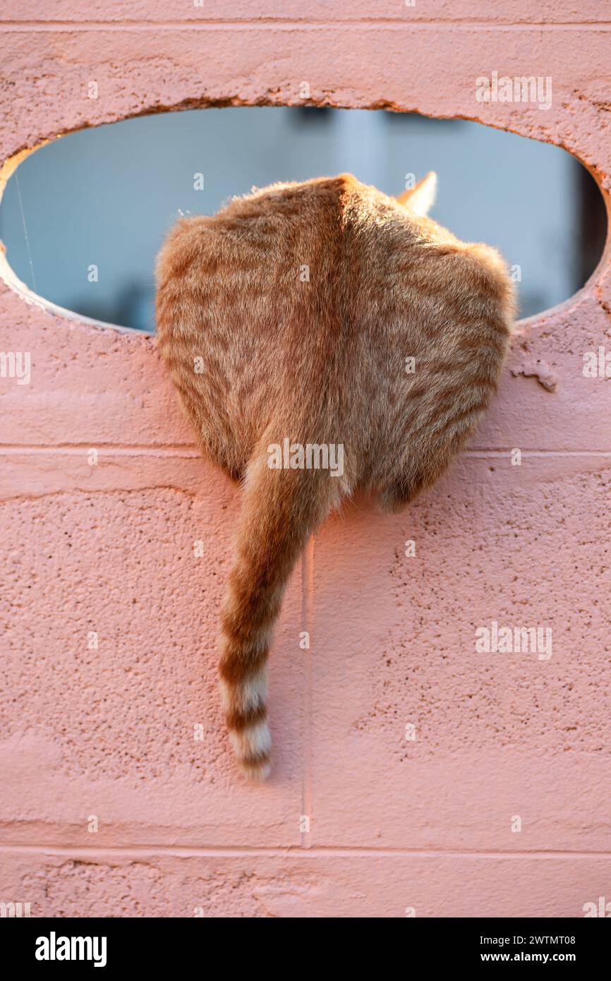 The cat's butt is on the wall, the cat is in the ventilation opening on ...