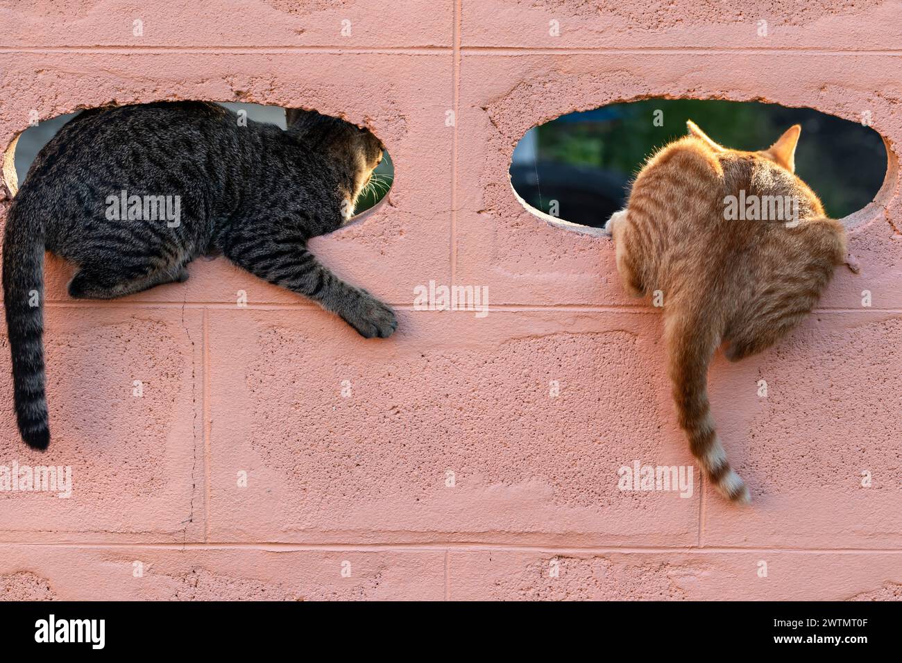 The cat's butt is on the wall, the cat is in the ventilation opening on ...