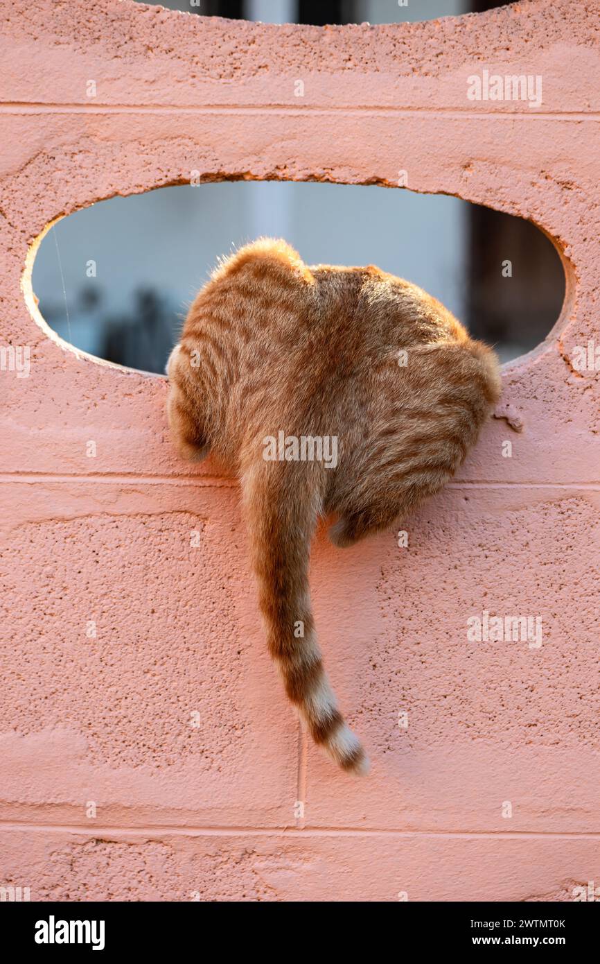 The cat's butt is on the wall, the cat is in the ventilation opening on ...