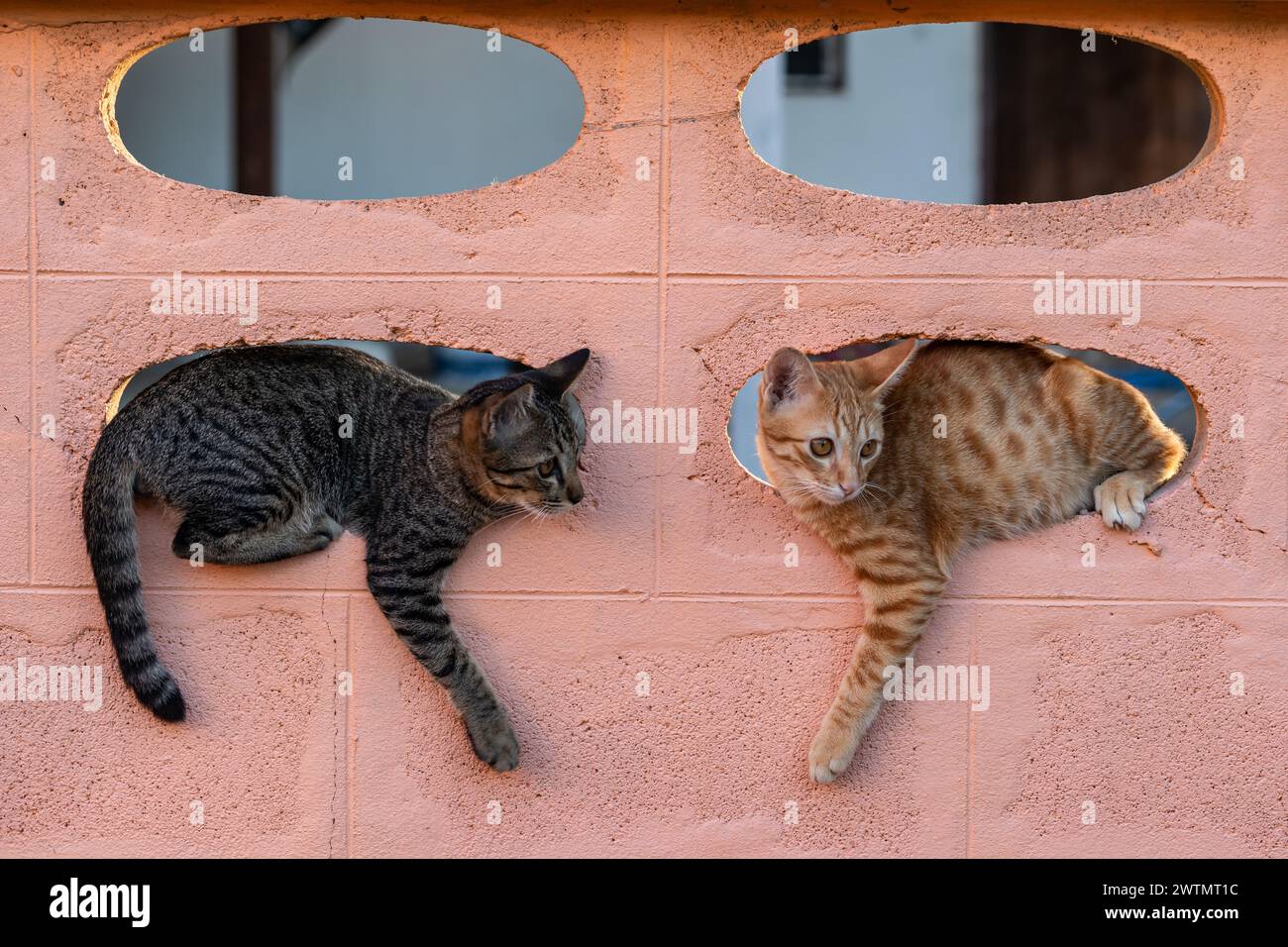 The cat is clinging to the wall. The cat burrowed into a vent in the ...