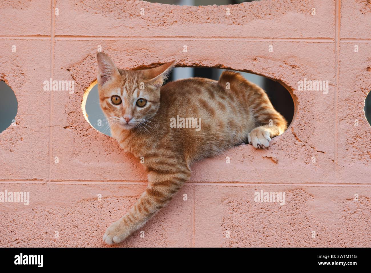 The cat is clinging to the wall. The cat burrowed into a vent in the ...