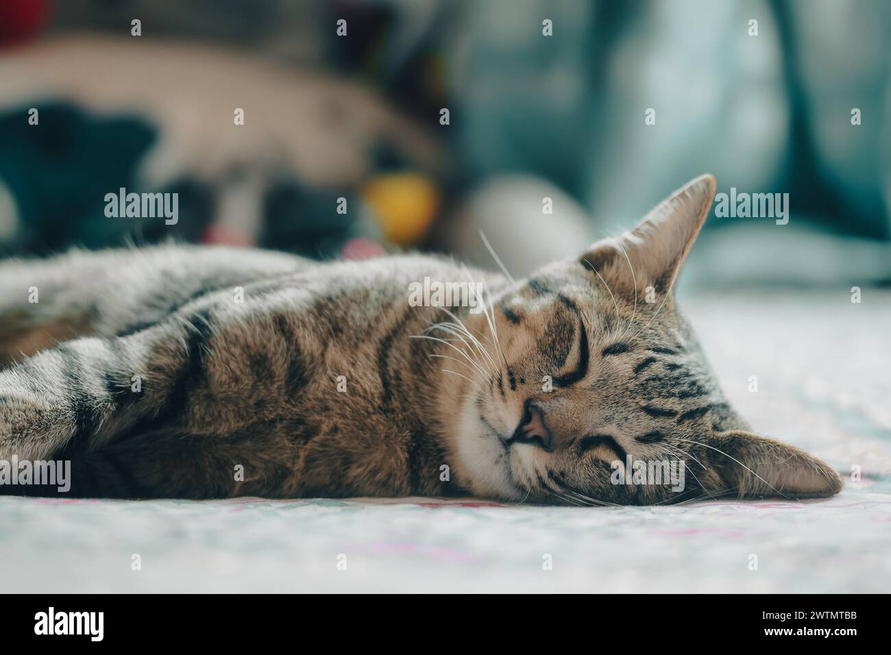 The ginger cat sleeps on the bed. A cat lie supine on the blanket Stock ...