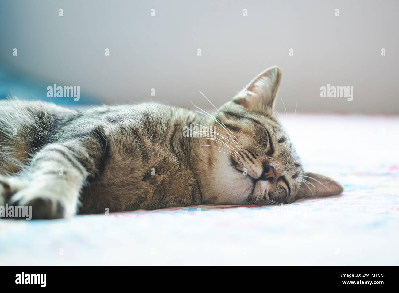 The ginger cat sleeps on the bed. A cat lie supine on the blanket Stock ...