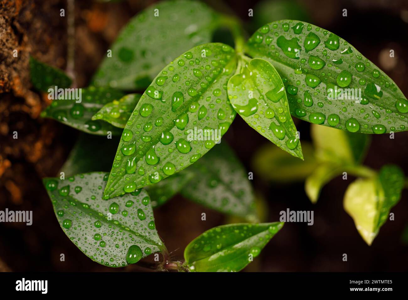 Vibrant drops hi-res stock photography and images - Alamy