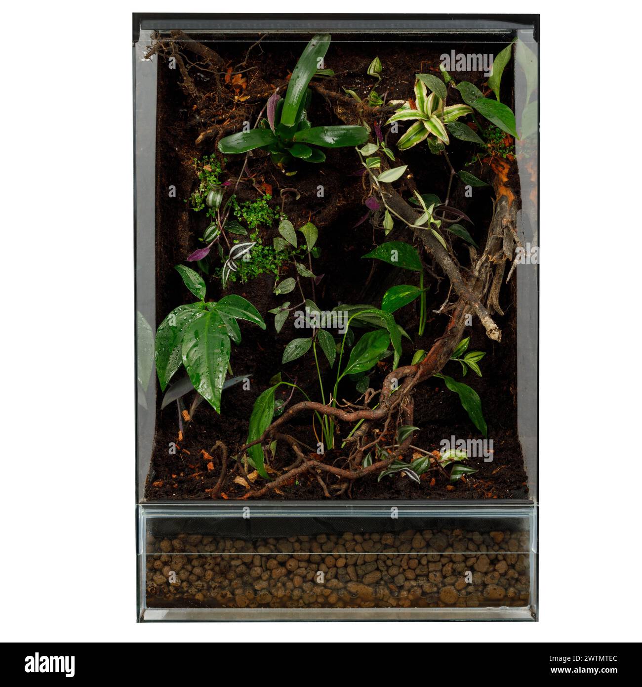 Greenery diversity Cut Out Stock Images & Pictures - Alamy