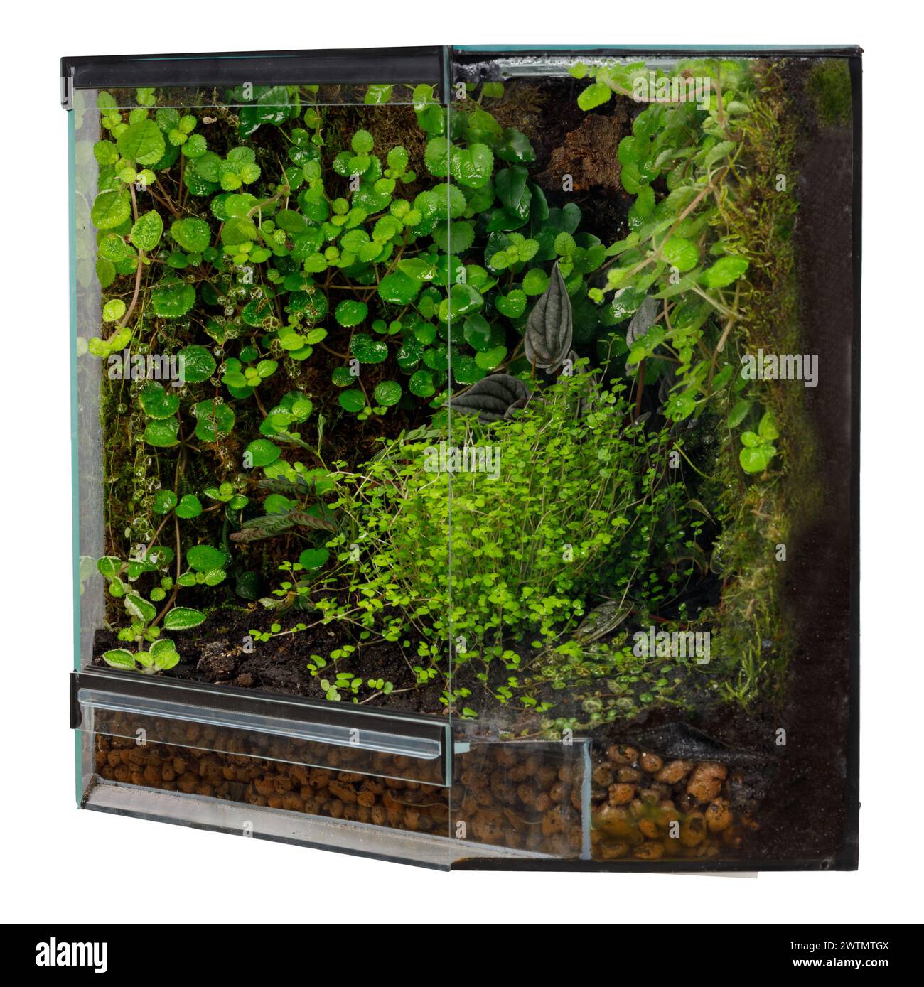 Lush Corner Terrarium with a Mix of Vibrant Plants Stock Photo - Alamy