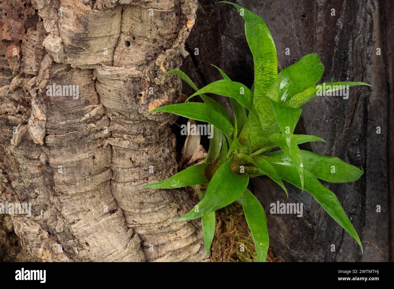 Thriving ecosystem hi-res stock photography and images - Alamy