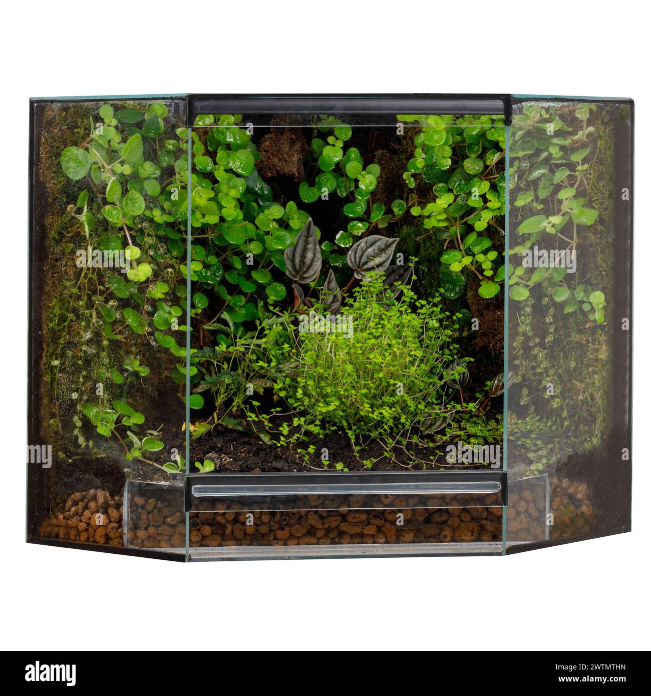 Corner terrarium hi-res stock photography and images - Alamy