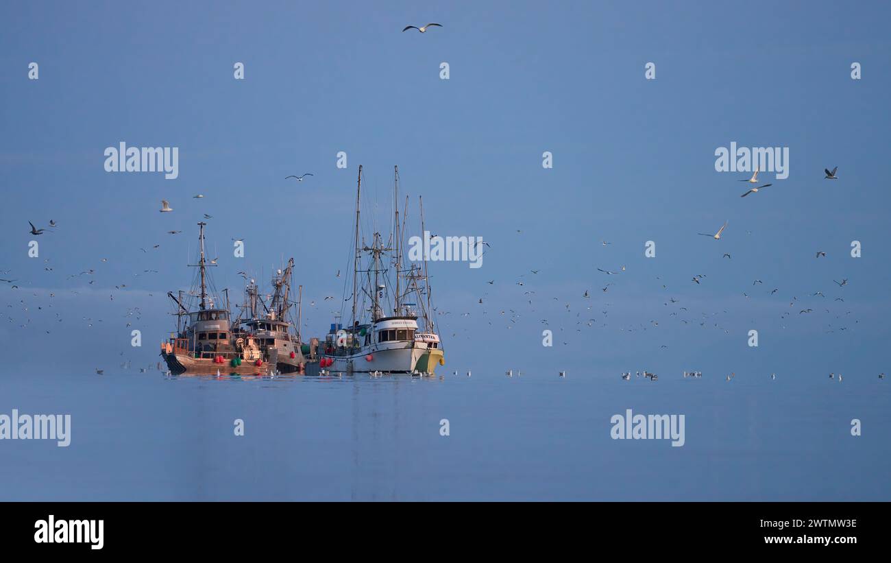 Large commercial fishing vessels fishing for herring in the Strait of ...