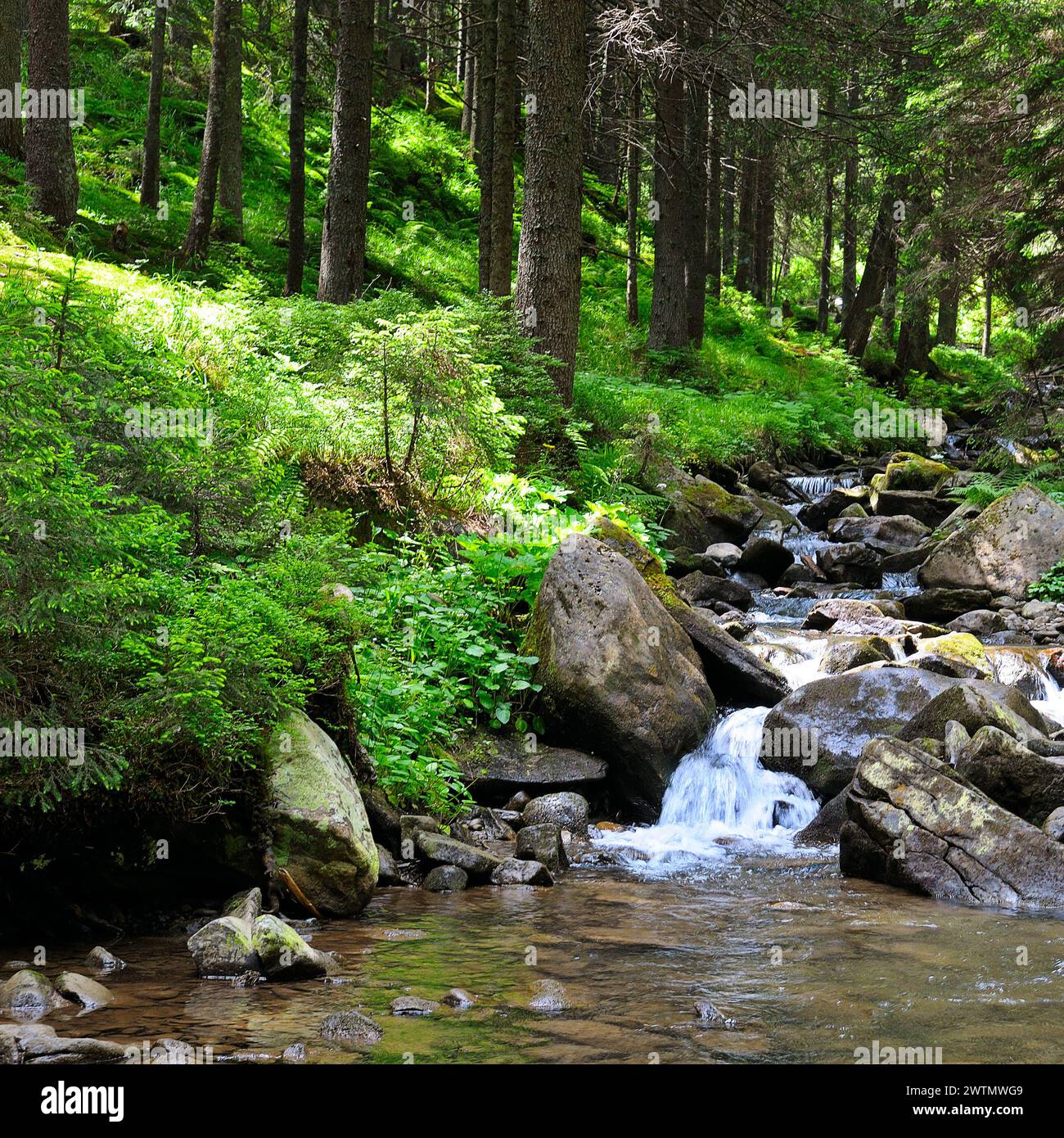 Landscape with mountains, forest and a river in front. Beautiful ...
