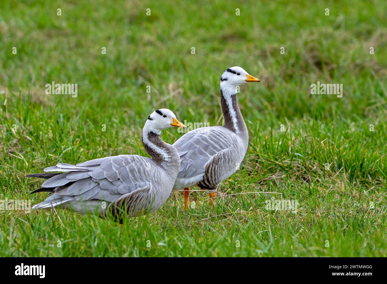 Bar-headed goose (Anser indicus) couple foraging in grassland, exotic ...