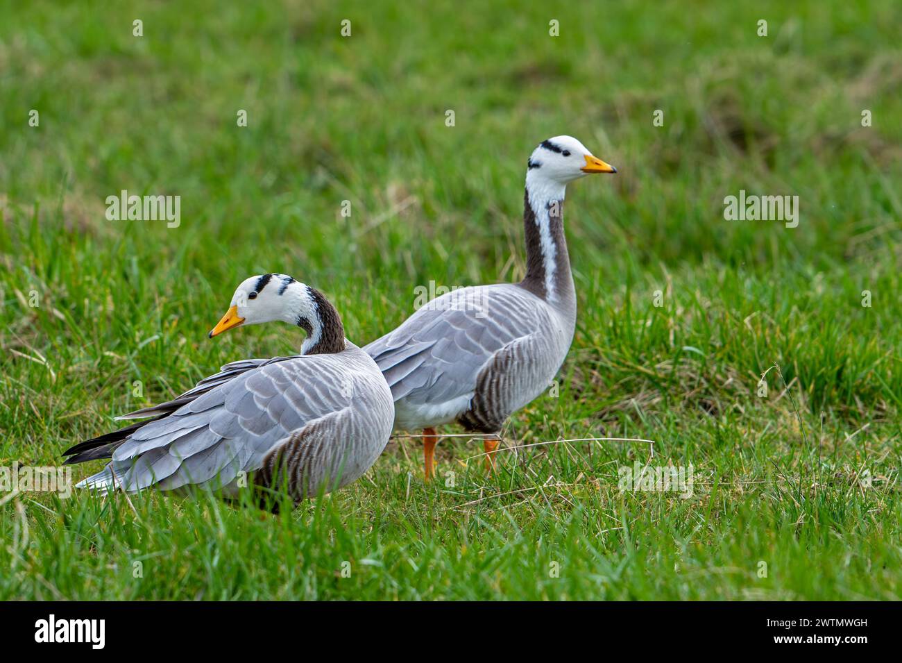 Bar-headed goose (Anser indicus) couple foraging in grassland, exotic ...