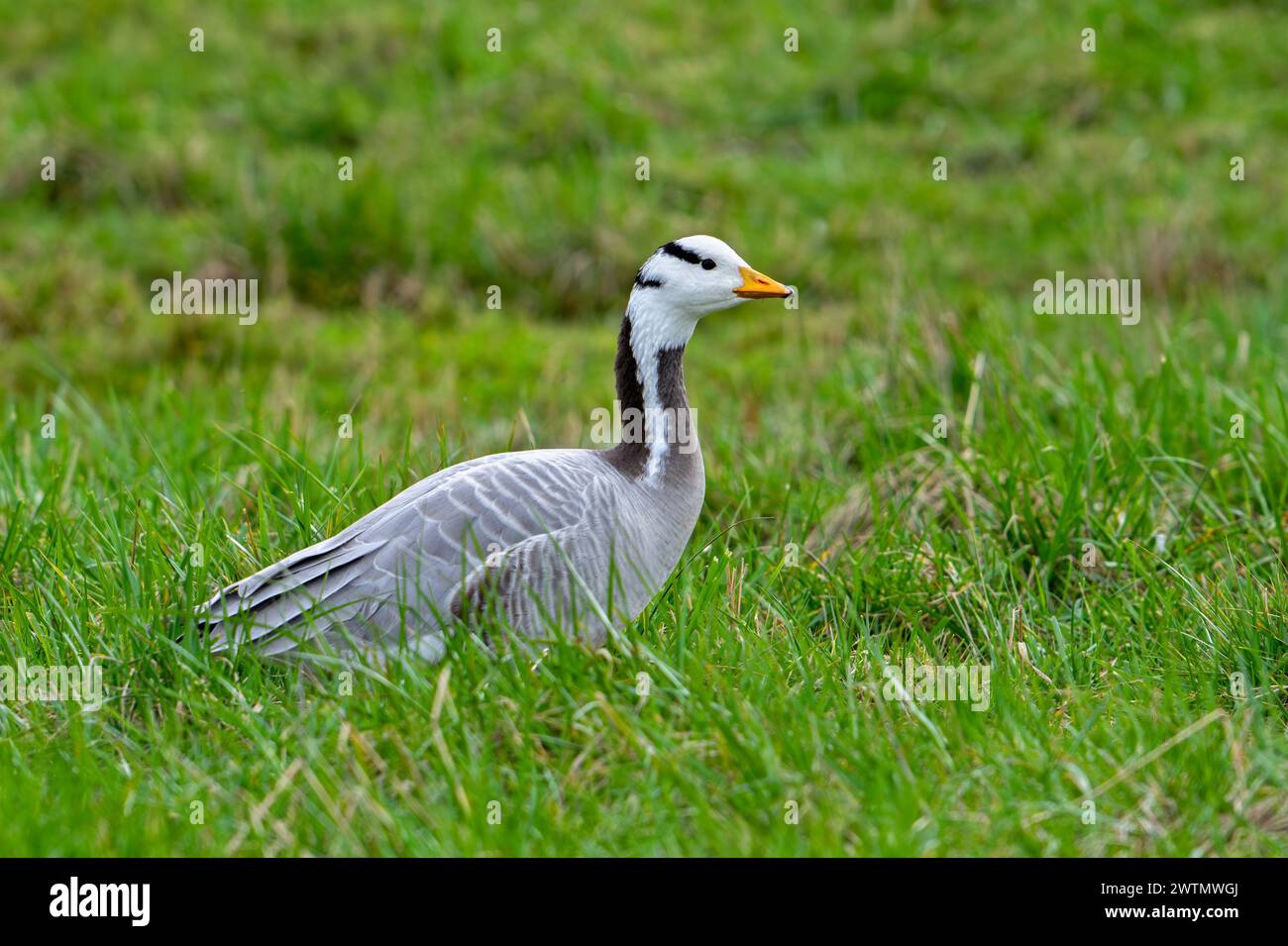 Bar-headed goose (Anser indicus) foraging in grassland, exotic species ...