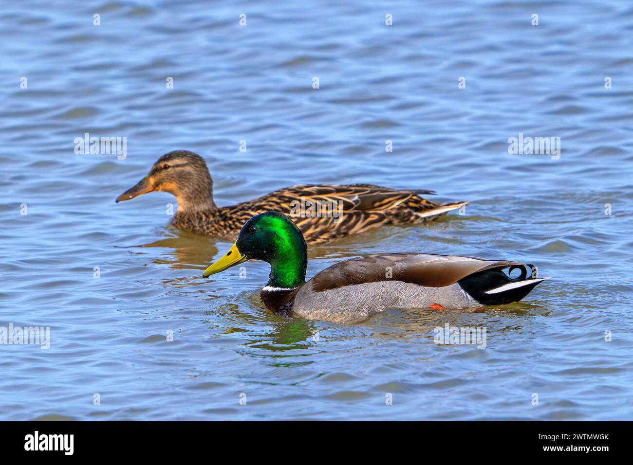 Mallard / wild duck (Anas platyrhynchos) couple, female and male ...