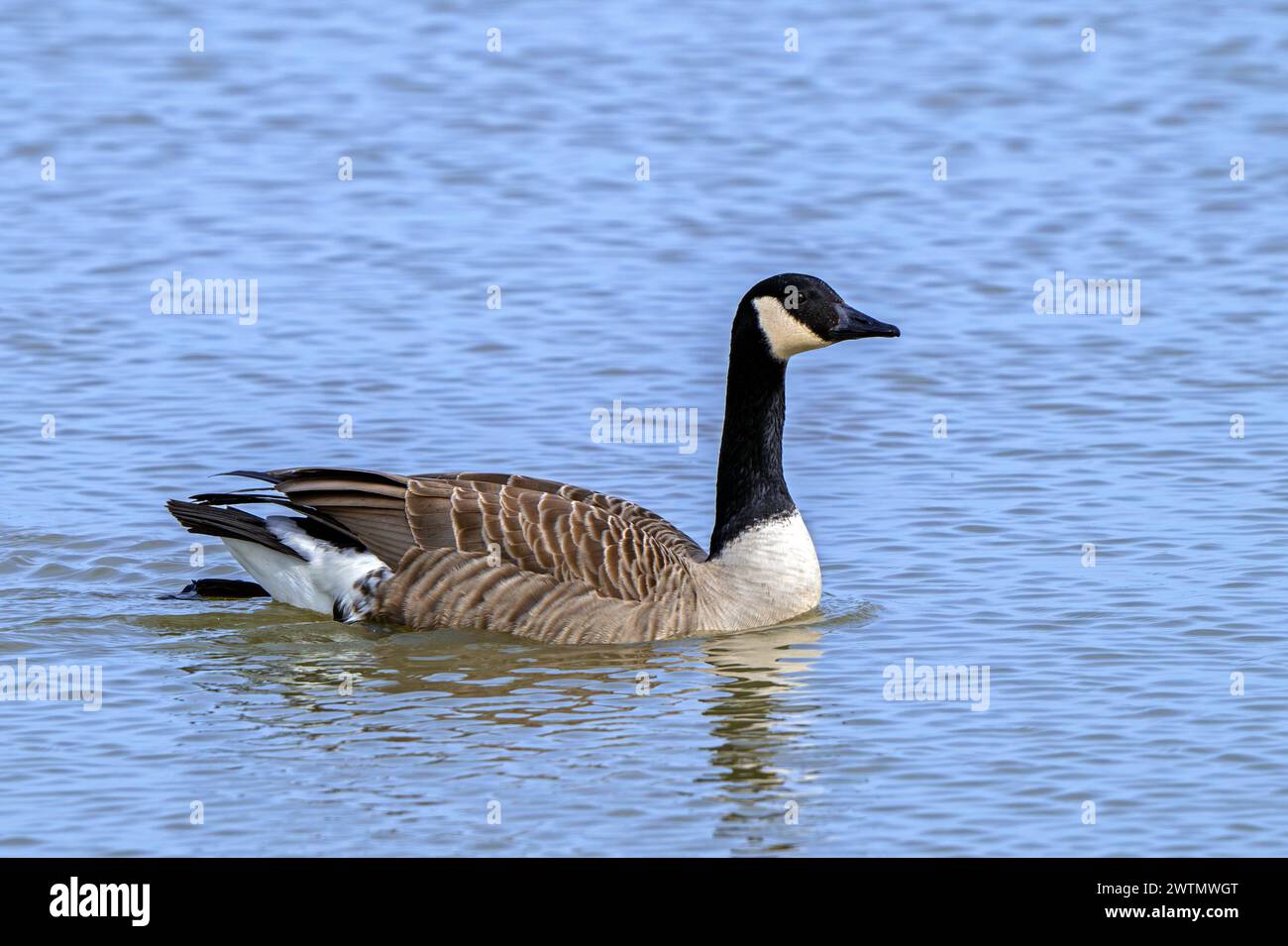 Canadian geese swimming in pond hi-res stock photography and images - Alamy