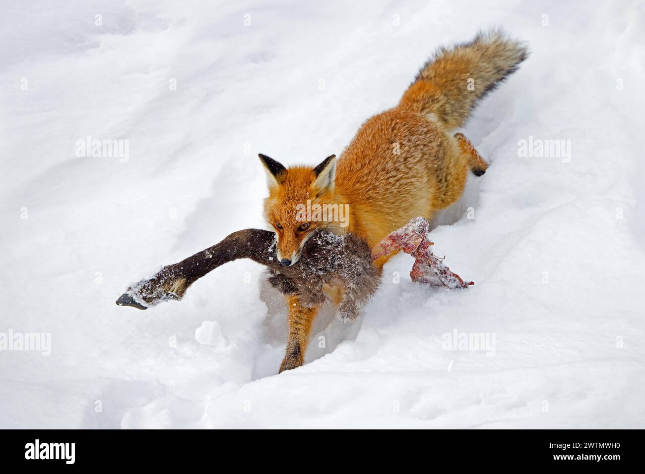 Scavenging red fox (Vulpes vulpes) running away in deep snow with leg ...