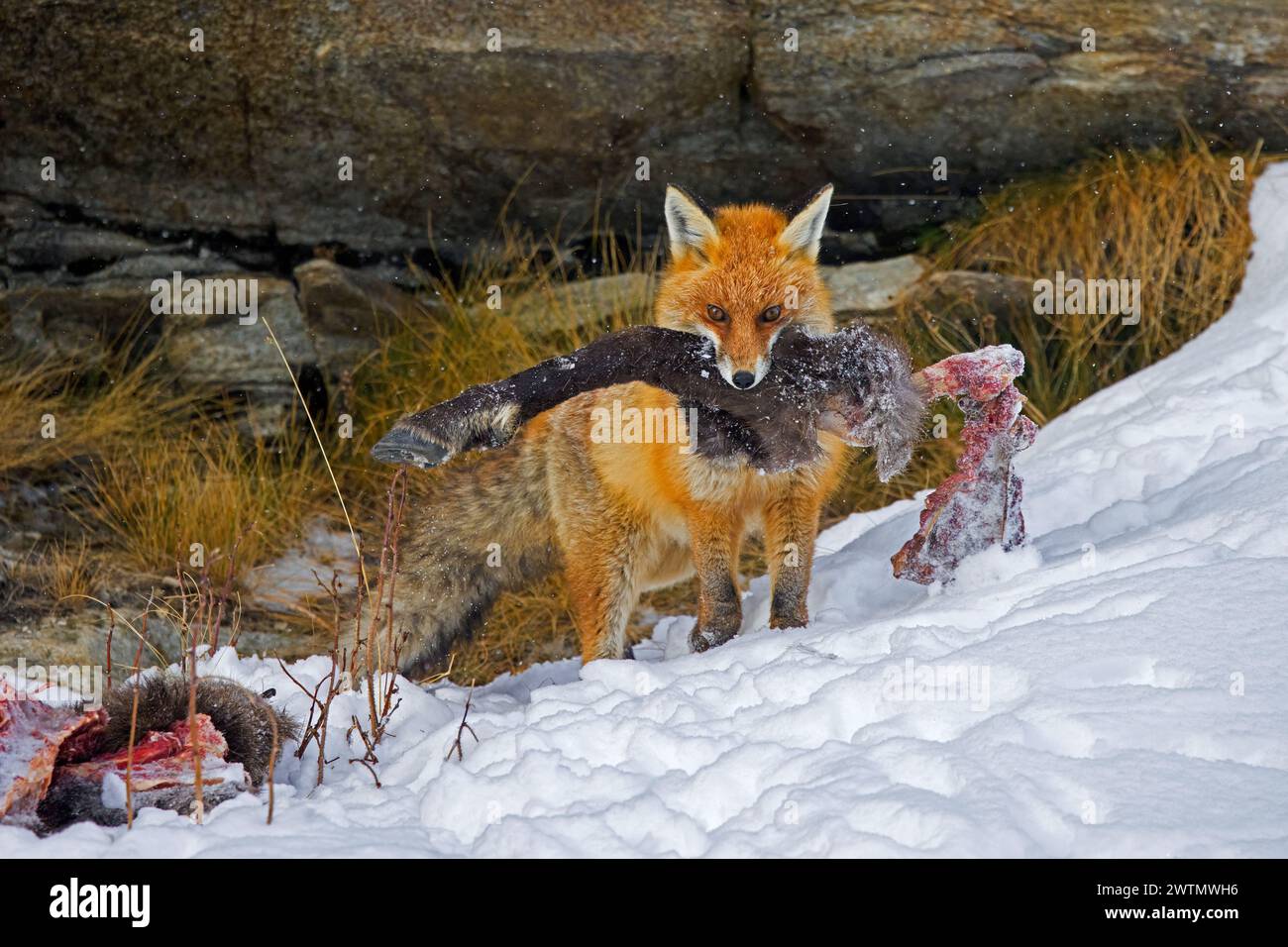 Leg forage hi-res stock photography and images - Alamy