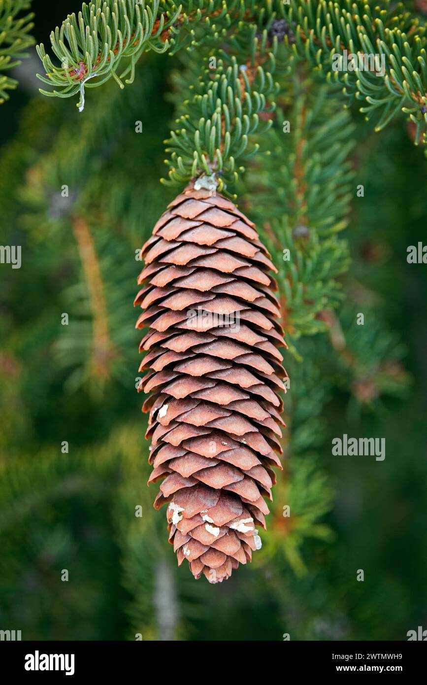 Norway spruce hi-res stock photography and images - Alamy