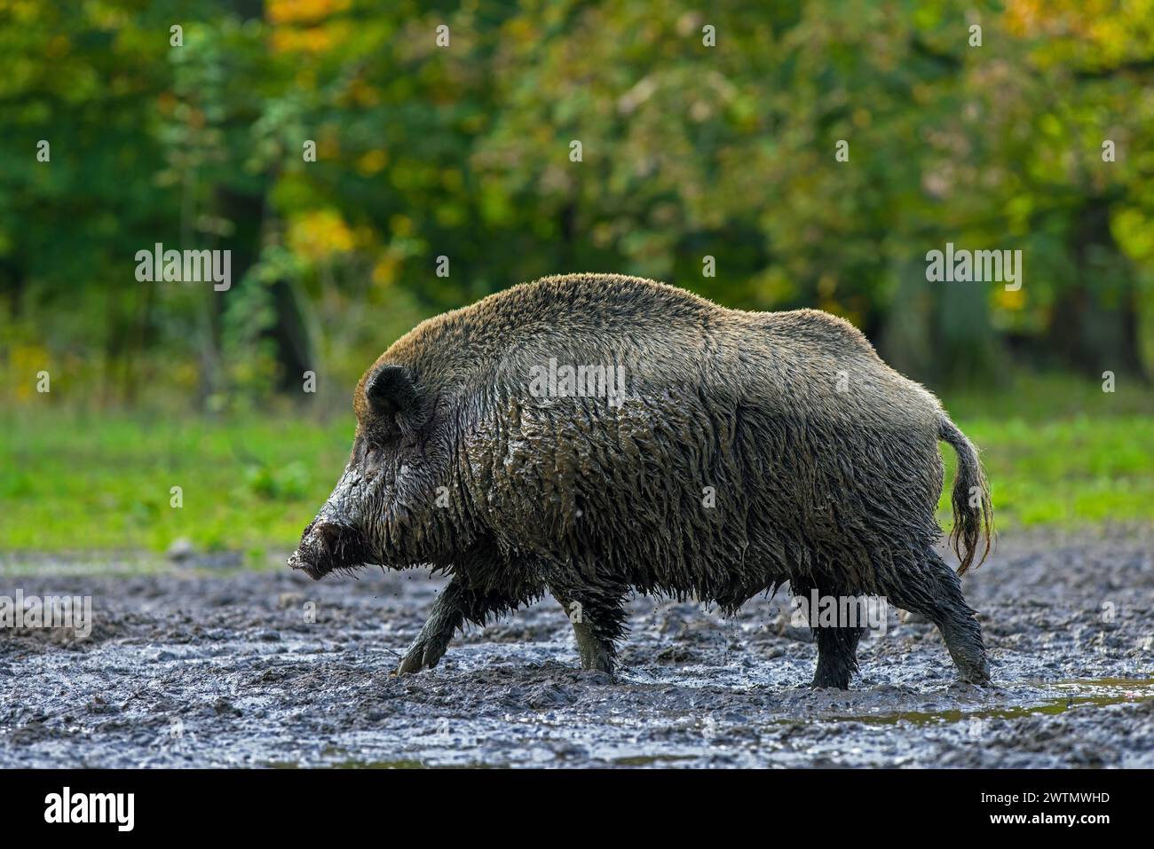 Solitary wild boar (Sus scrofa) male covered in mud after taking a mud ...
