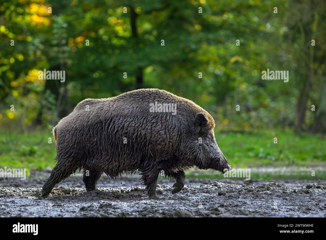 Solitary wild boar (Sus scrofa) male covered in mud after taking a mud ...