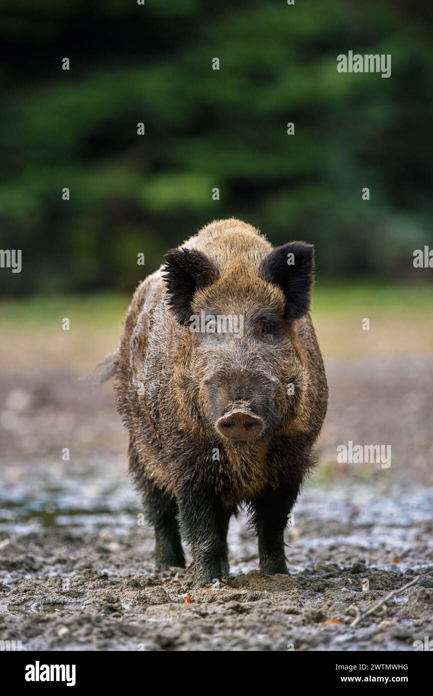 Solitary wild boar (Sus scrofa) male standing in mud of quagmire in ...