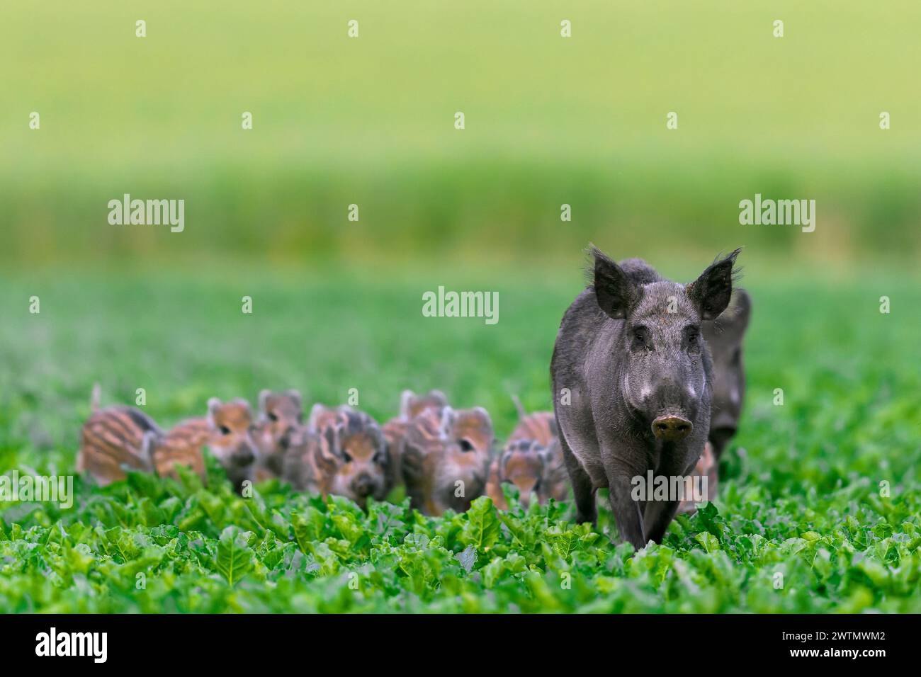 Wild boar sounder (Sus scrofa), two young sows / females with piglets ...