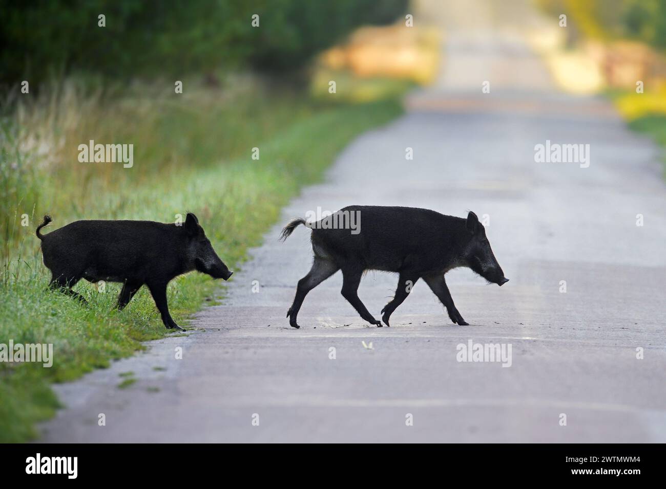 Two wild boar (Sus scrofa) juveniles traversing country road in summer ...