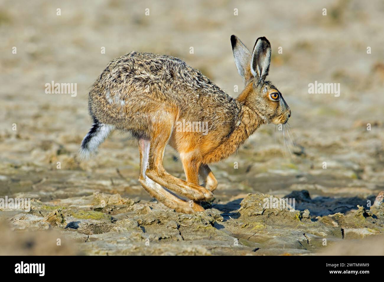 European brown hare (Lepus europaeus) running / fleeing over farmland ...