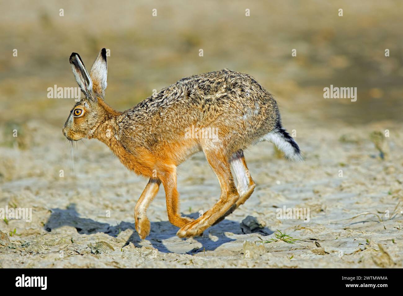 European brown hare (Lepus europaeus) running / fleeing over farmland ...