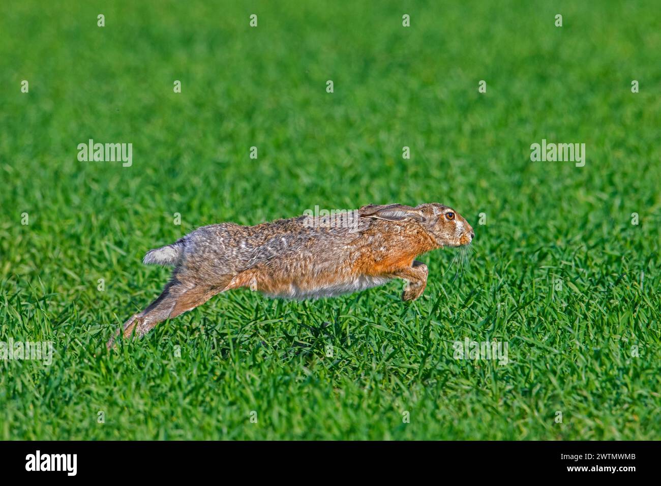 European brown hare (Lepus europaeus) running / fleeing over farmland ...