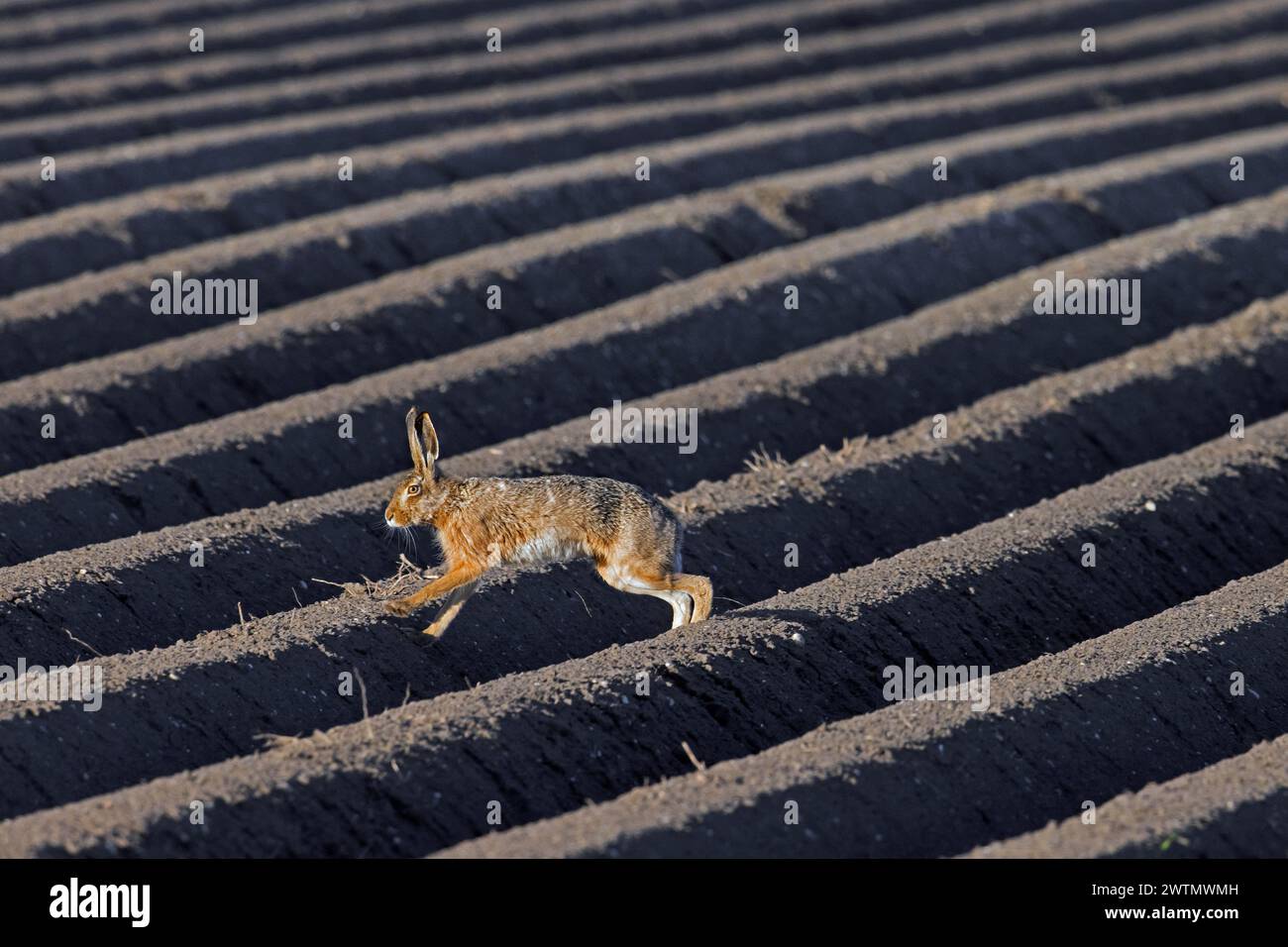 European brown hare (Lepus europaeus) running / fleeing over freshly ...