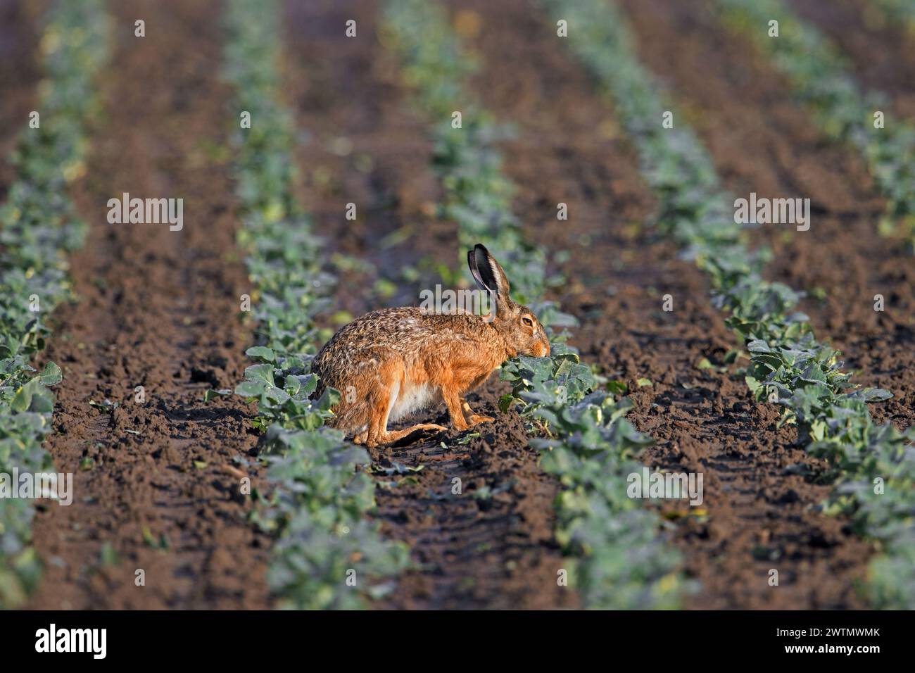European brown hare (Lepus europaeus) foraging on cabbage field and ...