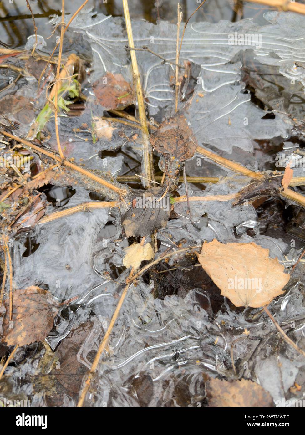 thin transparent ice on a puddle in the park on a winter day, foliage ...