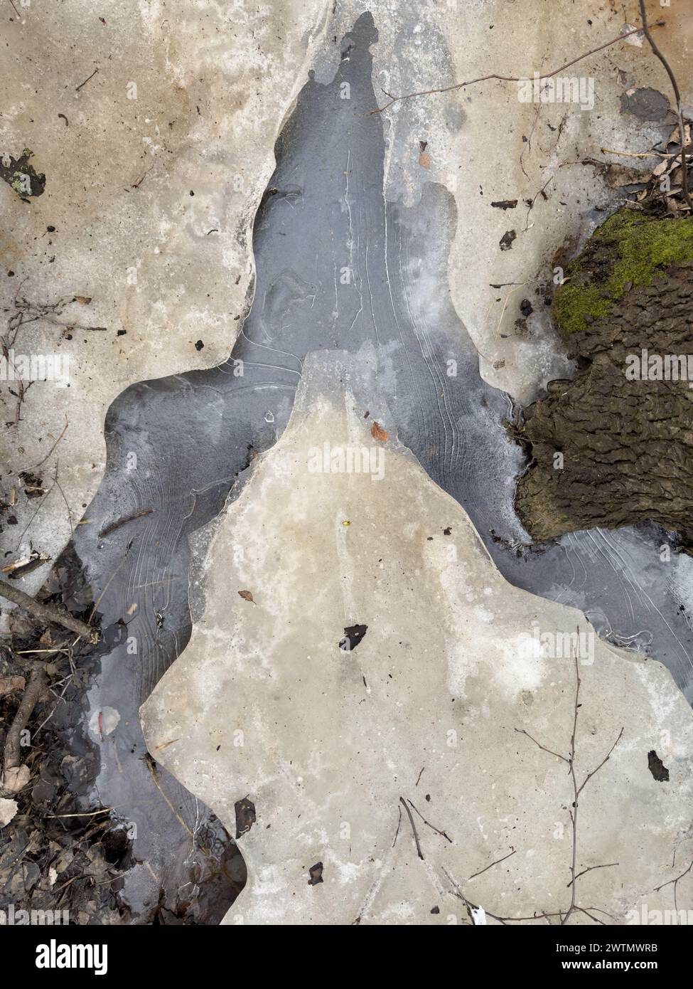 thin transparent ice on a puddle in the park on a winter day, foliage ...