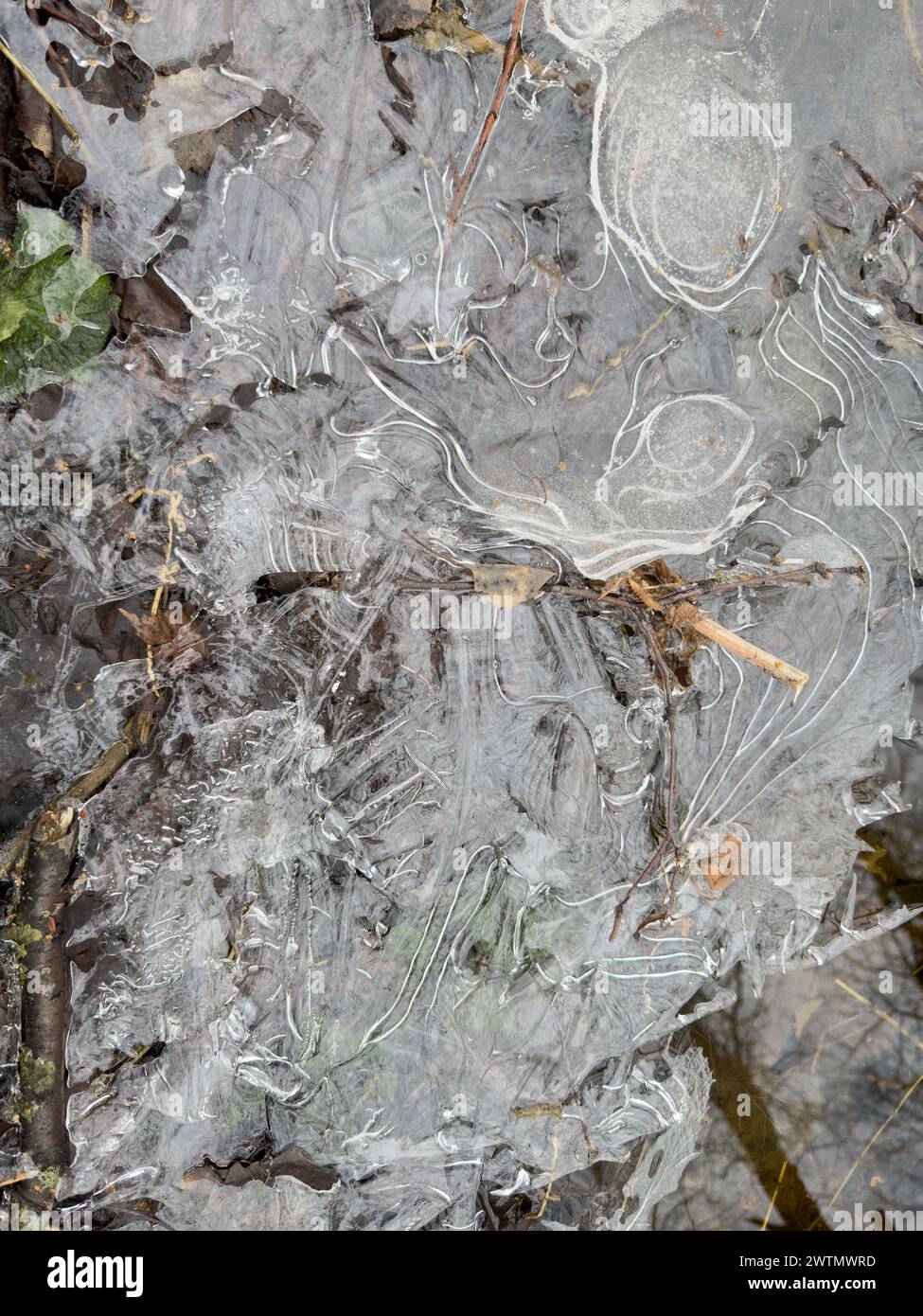 thin transparent ice on a puddle in the park on a winter day, foliage ...