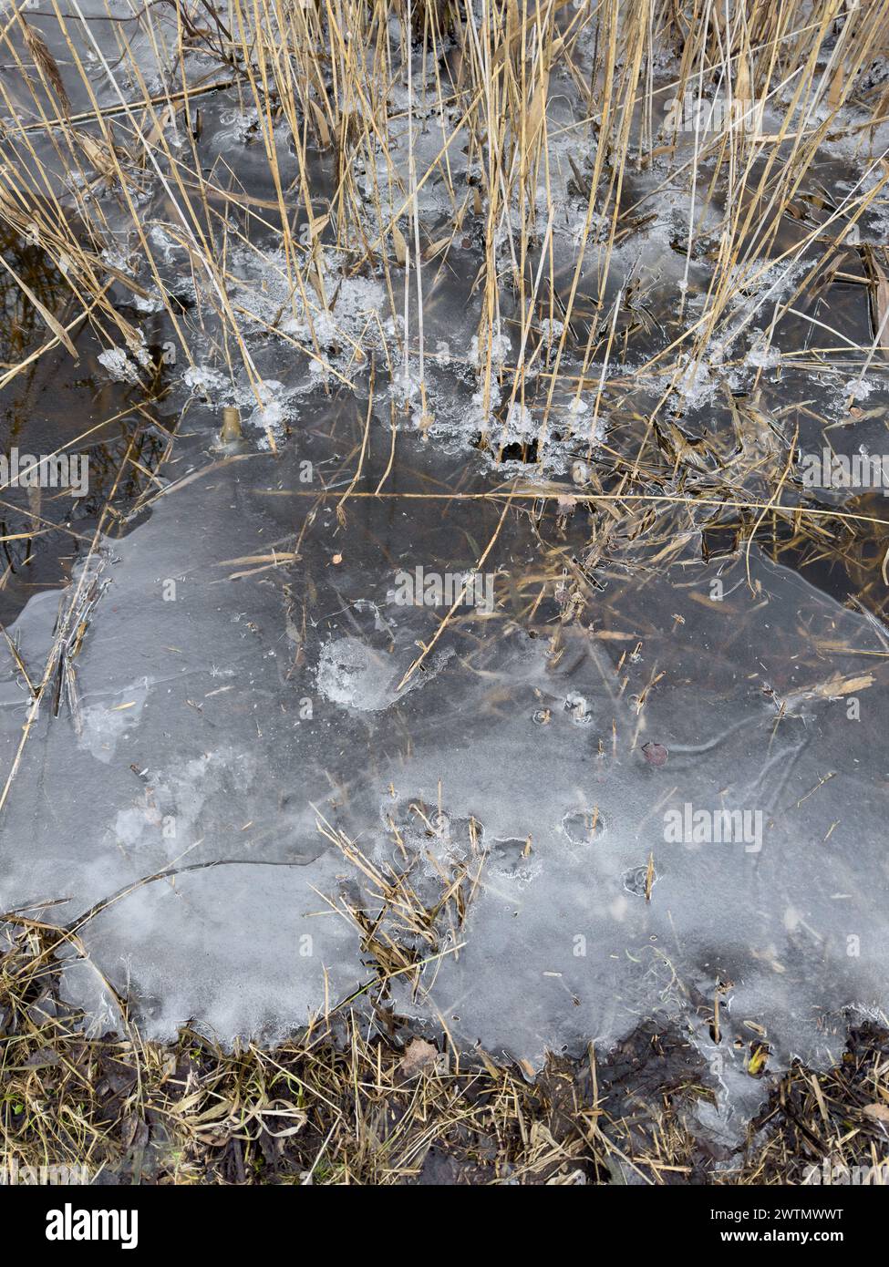 thin transparent ice on a puddle in the park on a winter day, foliage ...