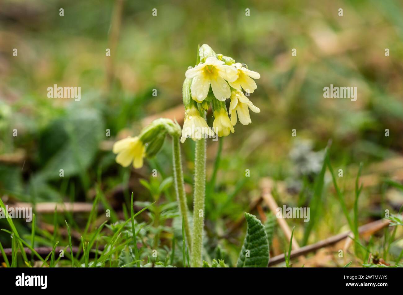 Rottweil, Germany. 18th Mar, 2024. Raindrops hang on primroses after a ...