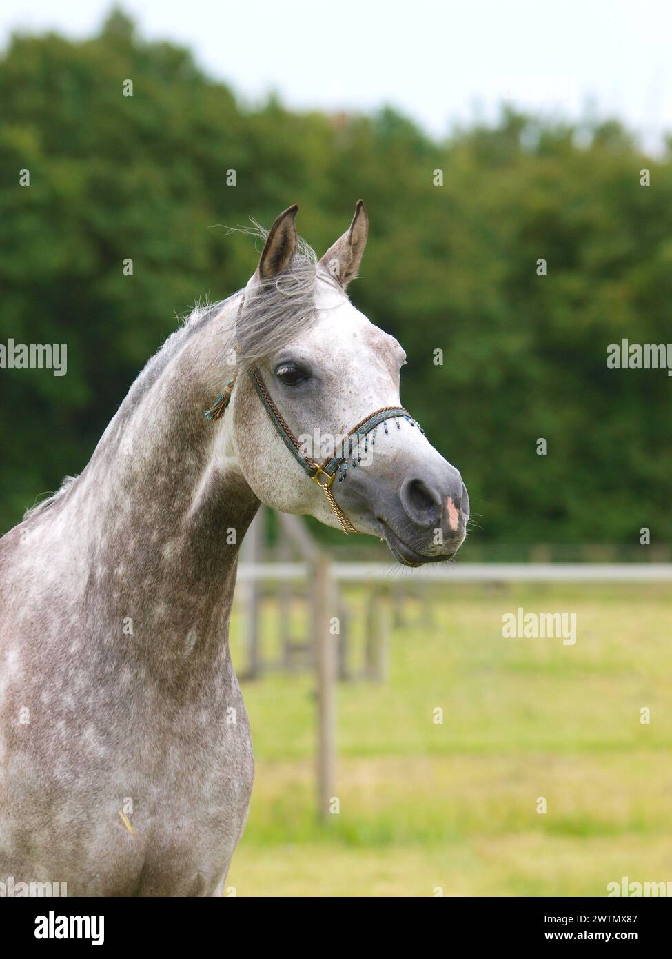 A headshot of a pretty grey horse in a show halter Stock Photo - Alamy