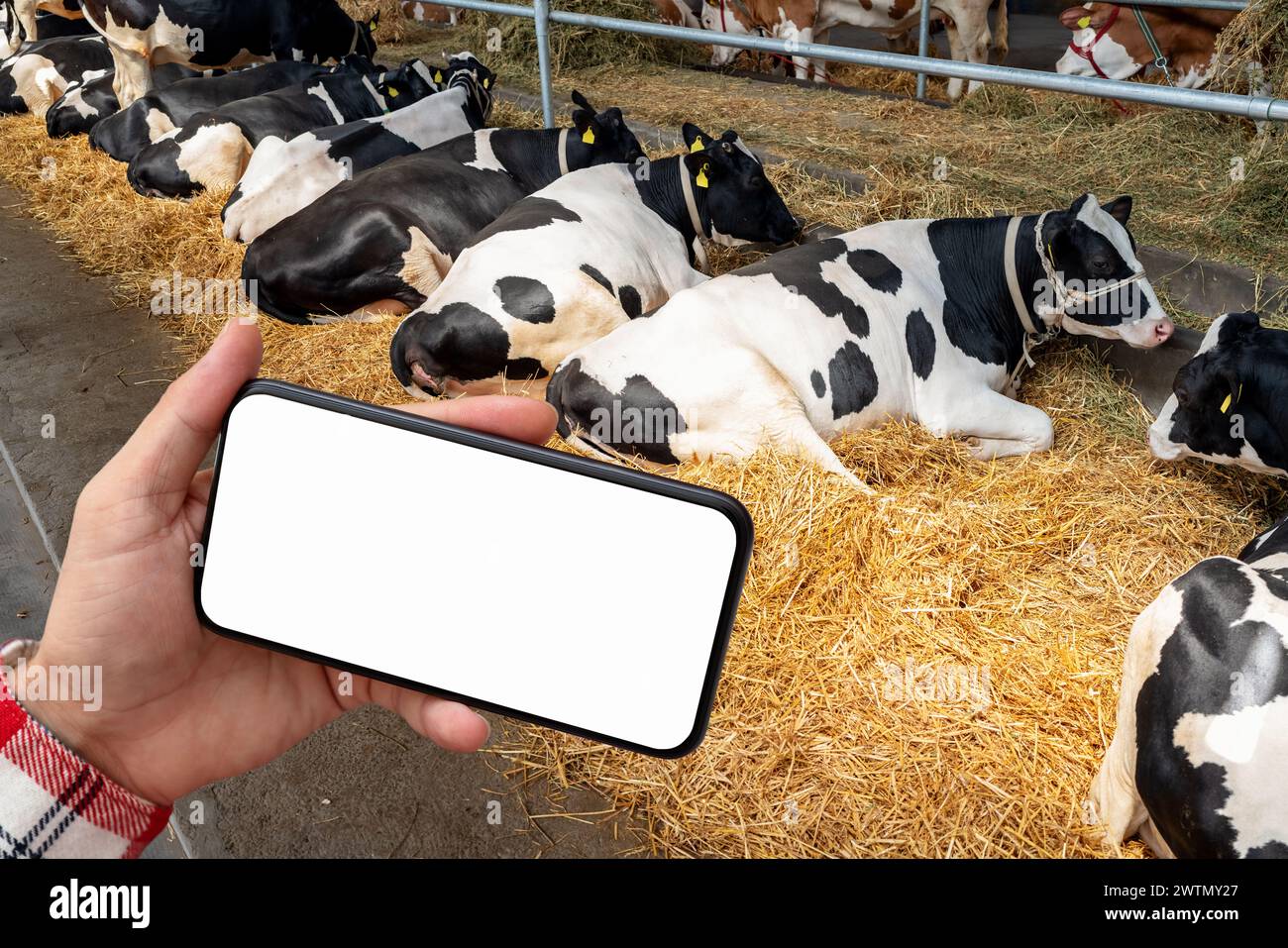 Farmer monitoring animals condition using his mobile phone. Mobile phone with blank screen in ...