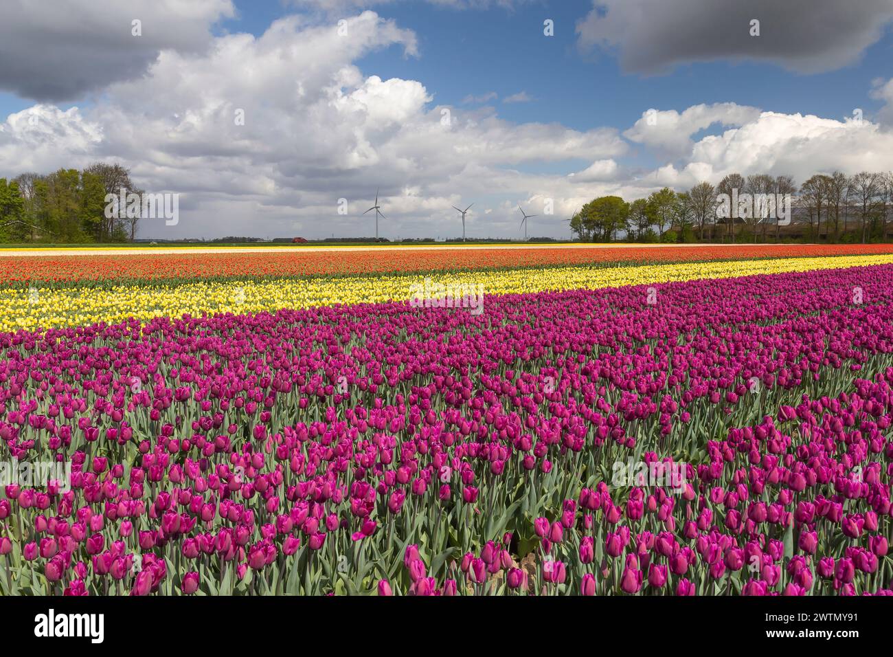 Multi-colored tulip fields on a background of blue sky with white ...