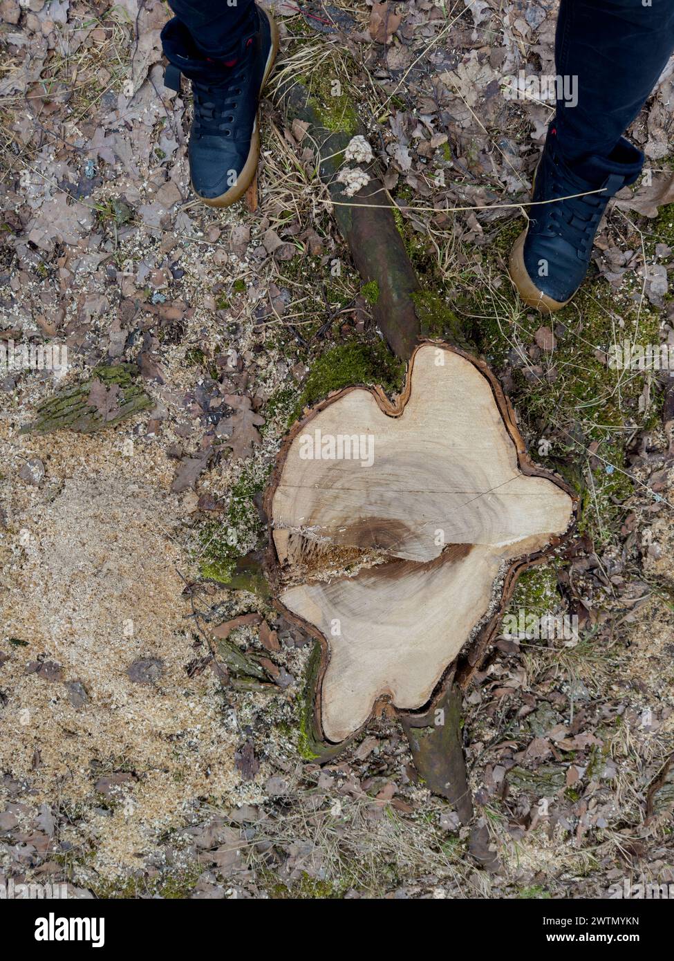 the stump of a sawn tree in a spring park during a thaw, sawdust around ...