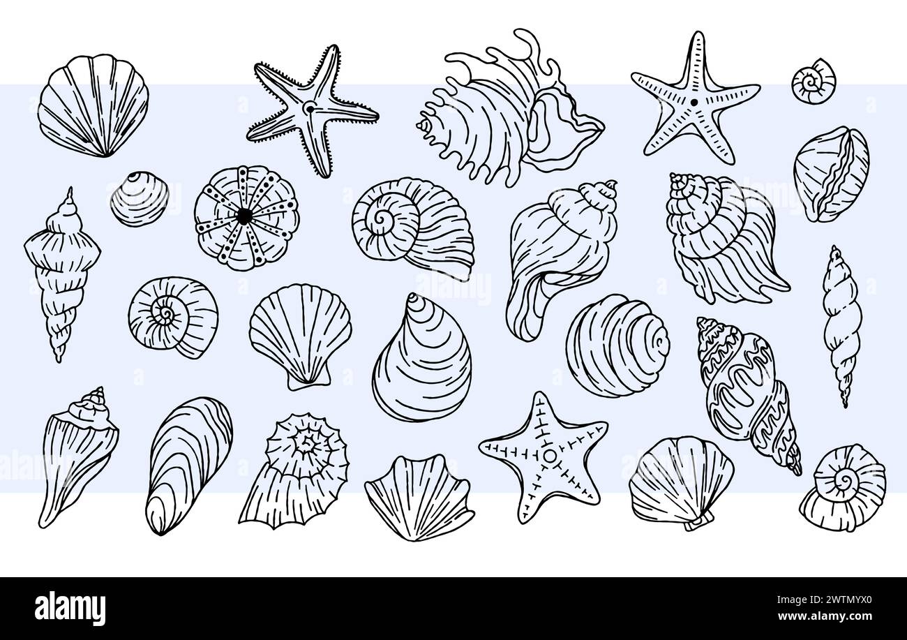 Seashells vector set. Linear black and white illustrations. Doodle ...