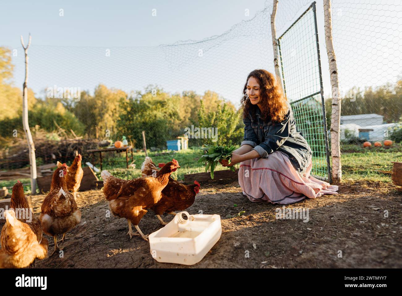 Happy middle aged woman on a private farm feeding chickens Stock Photo ...