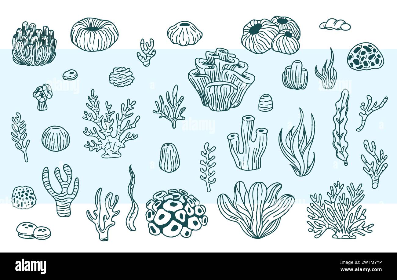 Vector collection of hand drawn sea weeds, corals, sea anemones ... Vector collection of hand drawn sea weeds, corals, sea anemones ...